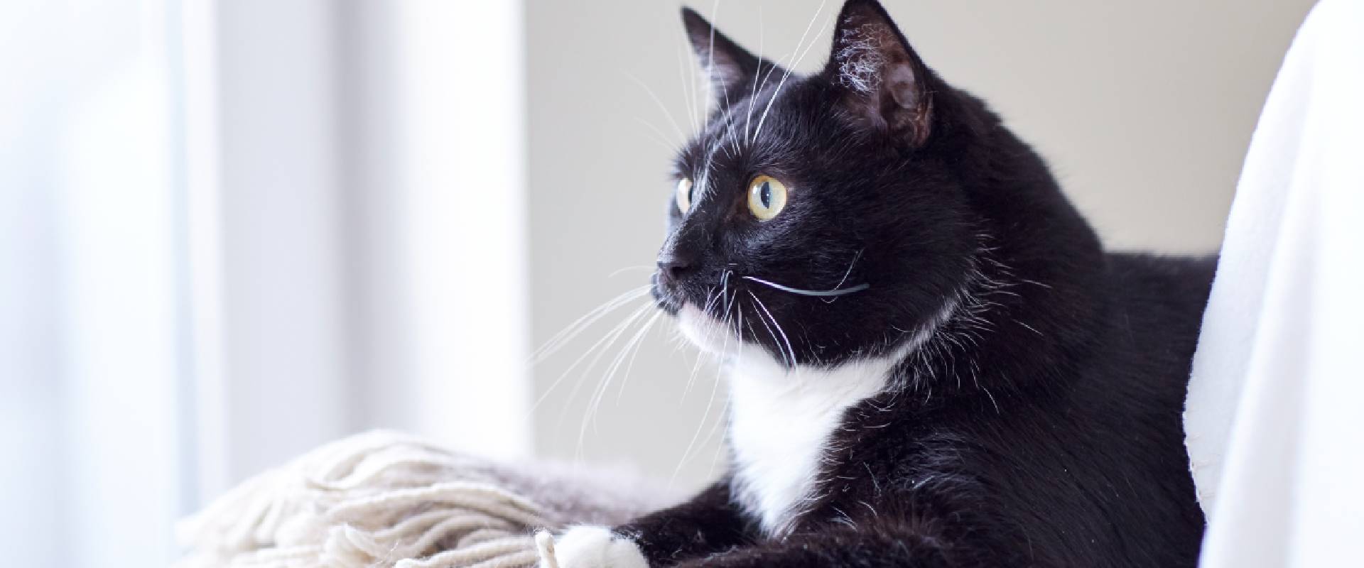 Cool Cat Names | TrustedHousesitters.com