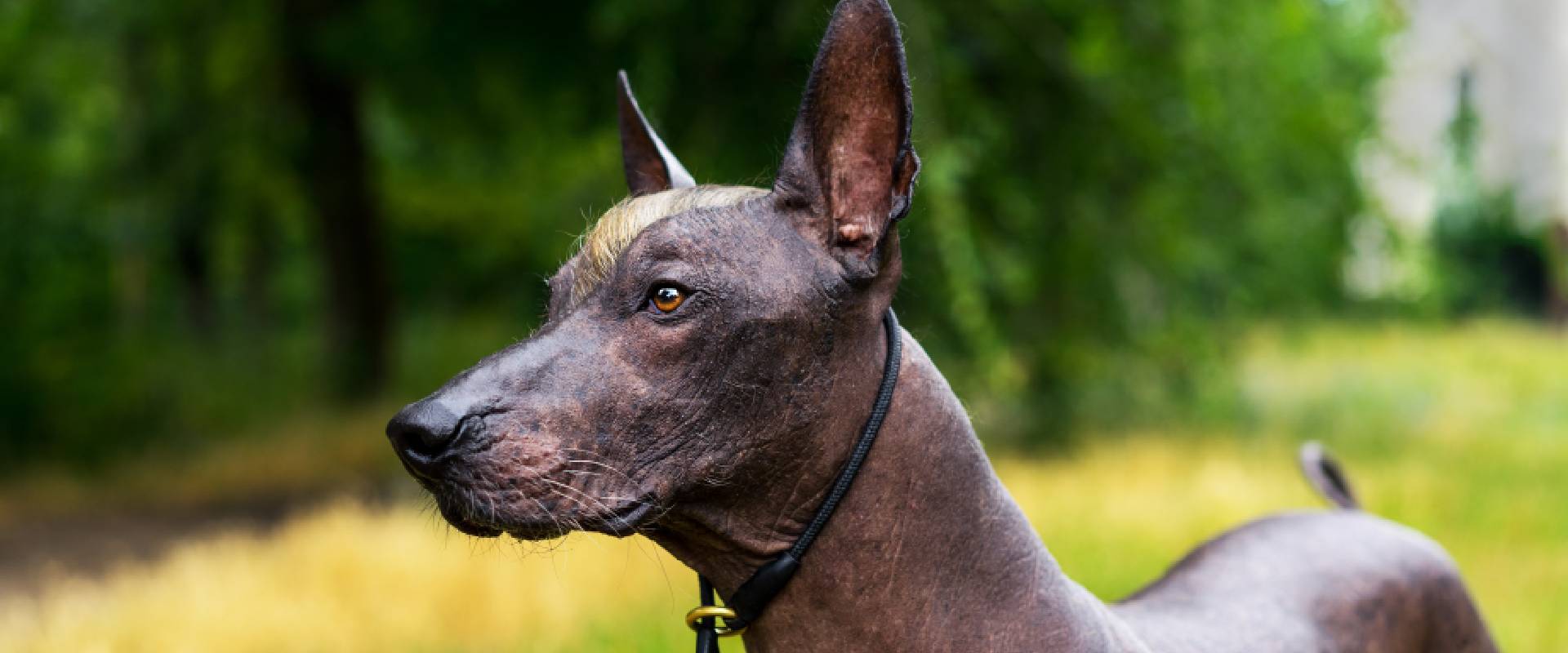 Xoloitzcuintli Dog Breed Guide | TrustedHousesitters.com