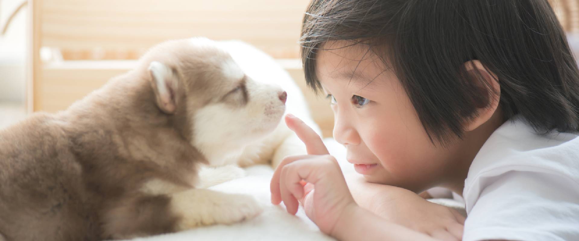 A Guide to Husky Puppies | TrustedHousesitters.com