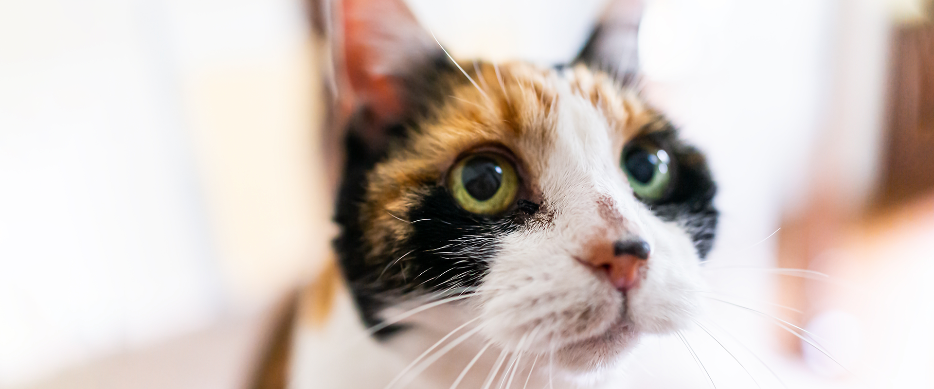 Cat Chin Acne: Symptoms, Causes, and Treatment | TrustedHousesitters.com