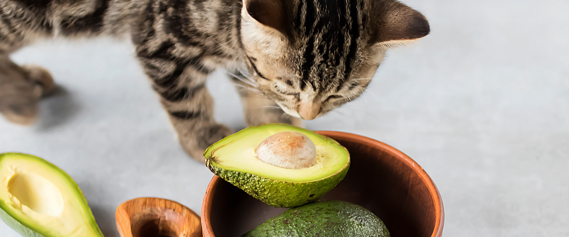Can Cats Eat Avocado? | TrustedHousesitters.com