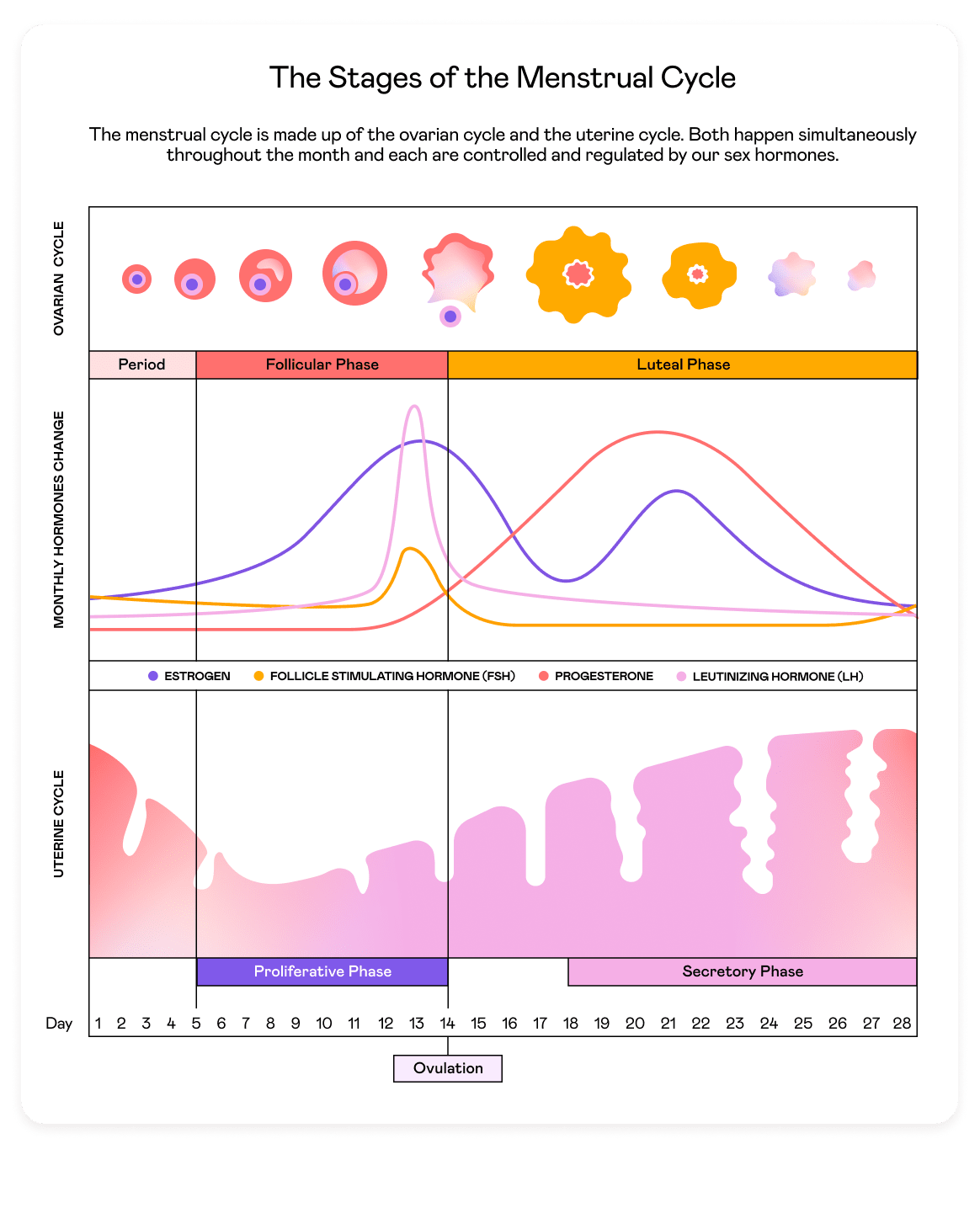 Tuune | How does the menstrual cycle work?