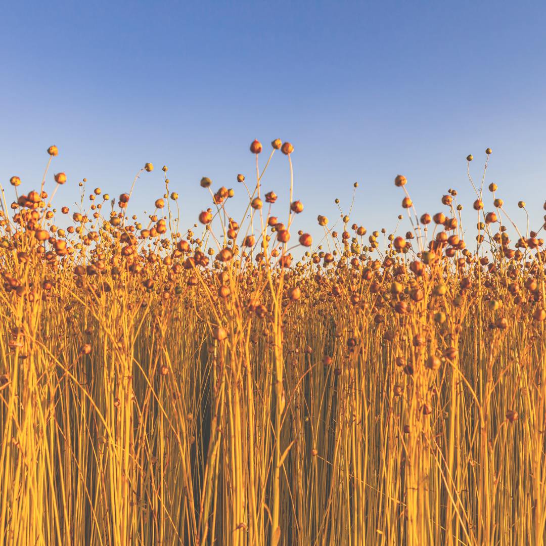 Axolo Lin - Basket éco-responsable en lin français