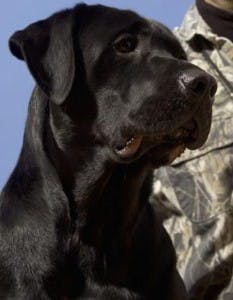 Chocolate Labrador painting has antiques valuation of up to $80k ...