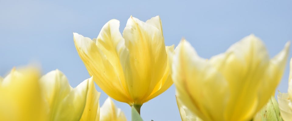 Spring in Full Swing: 20% Off | ValueMyStuff Highlights