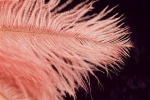 'Most expensive feather ever' sold in New Zealand | ValueMyStuff Highlights