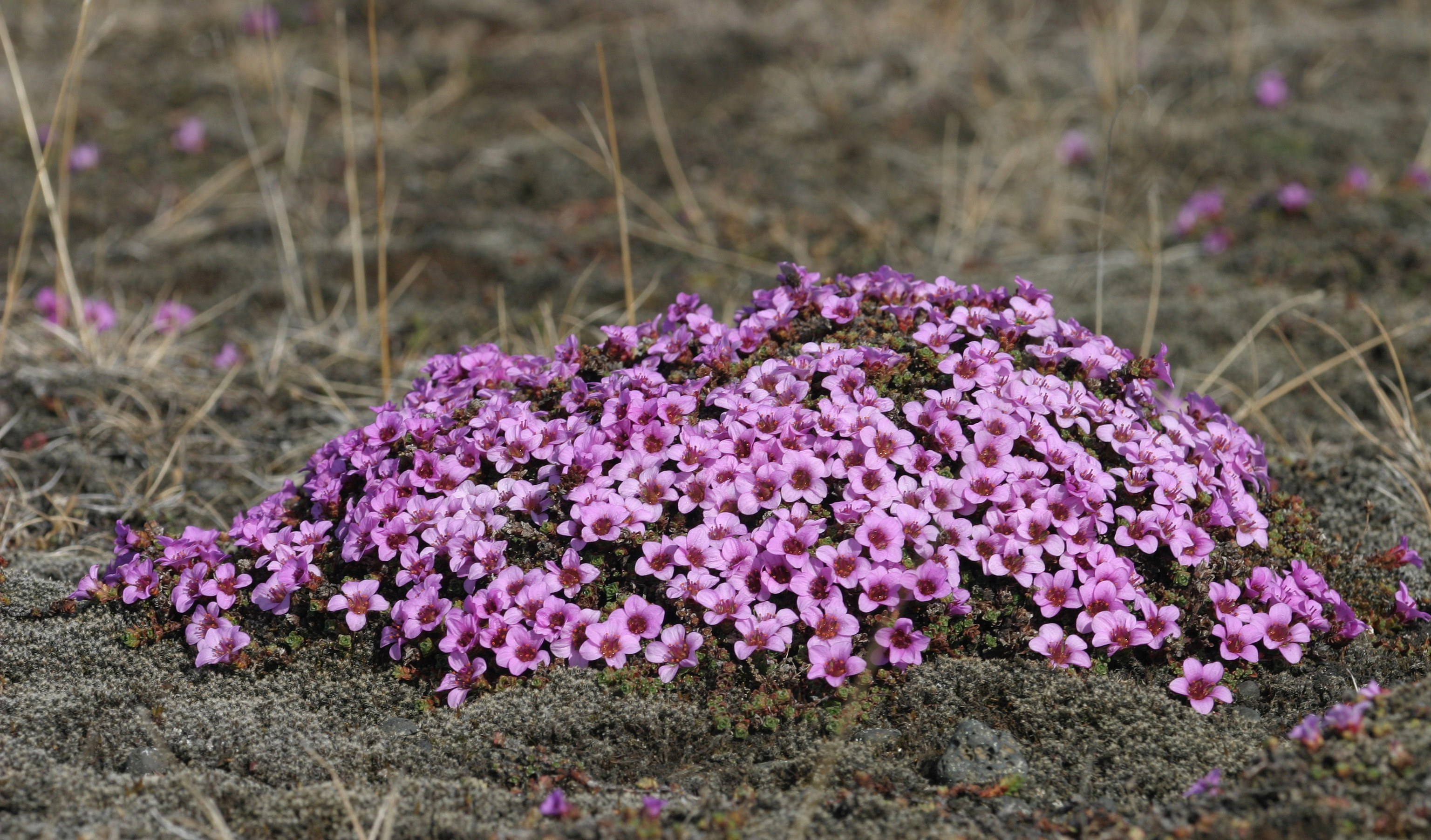 World Heritage Site - Vatnajökull National Park