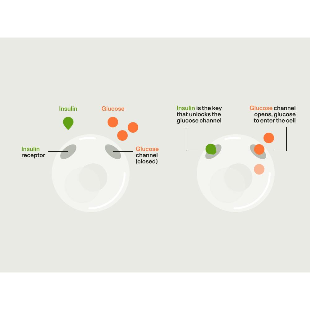 How Does Your Metabolism Work? | Veri