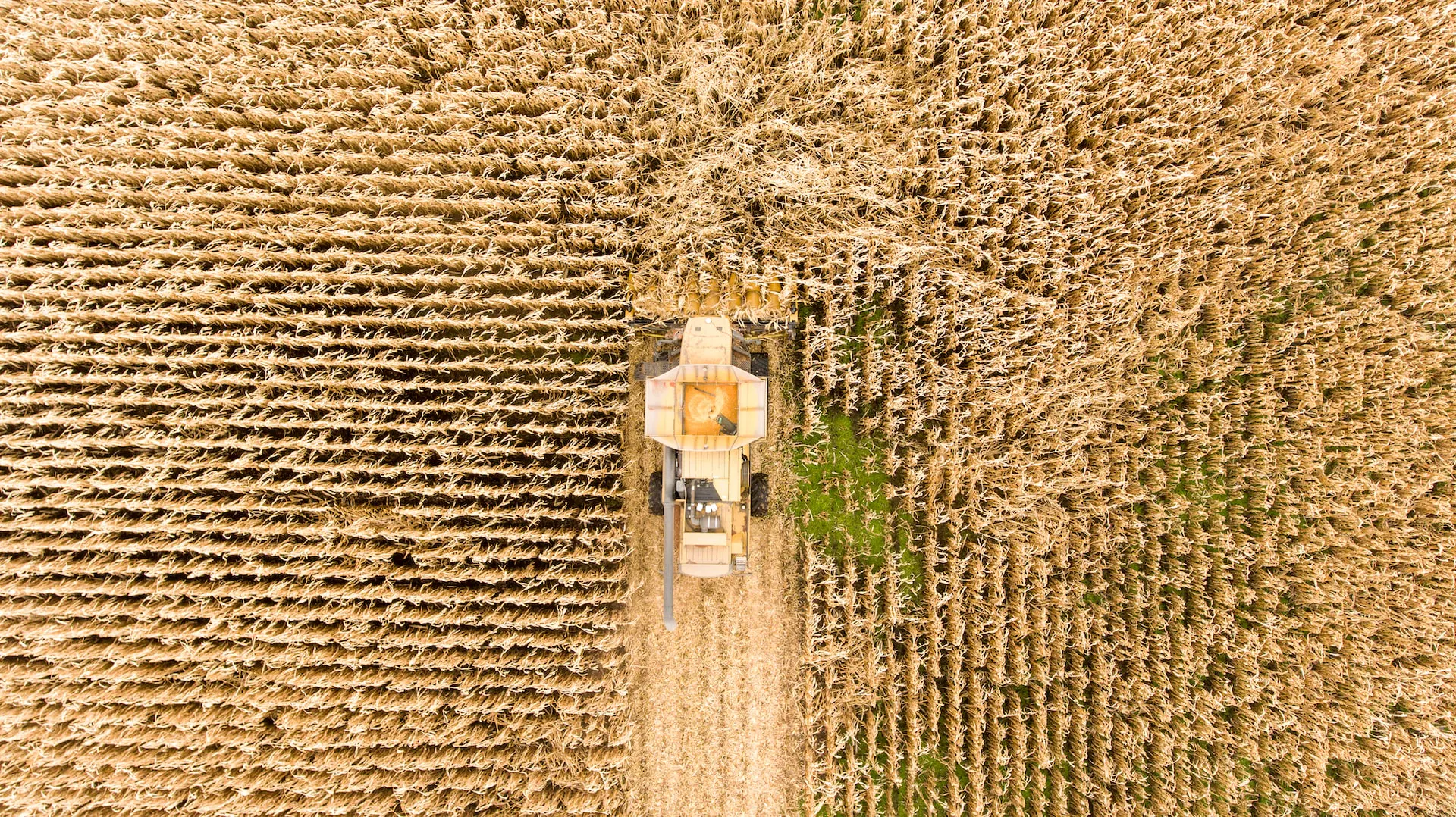 What Is High-Fructose Corn Syrup, Anyway? | Veri