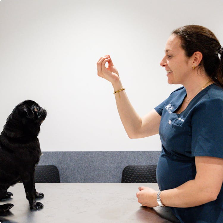 Vet Vision Newcastle