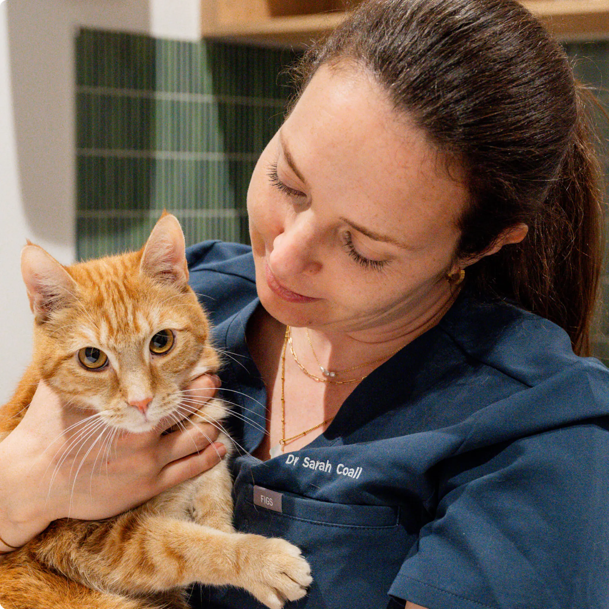 Vet Vision North Sydney