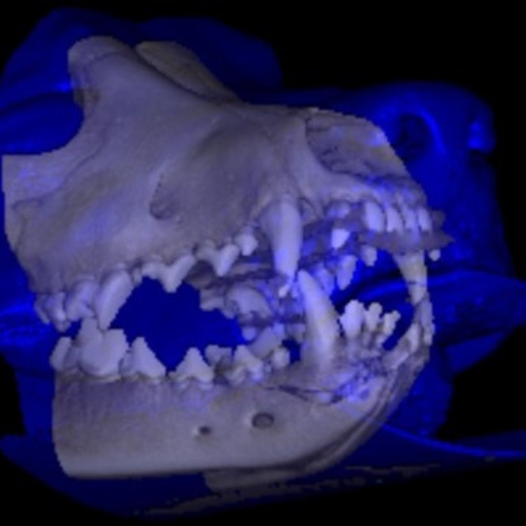 Anident | Klinikat | Vireä Group