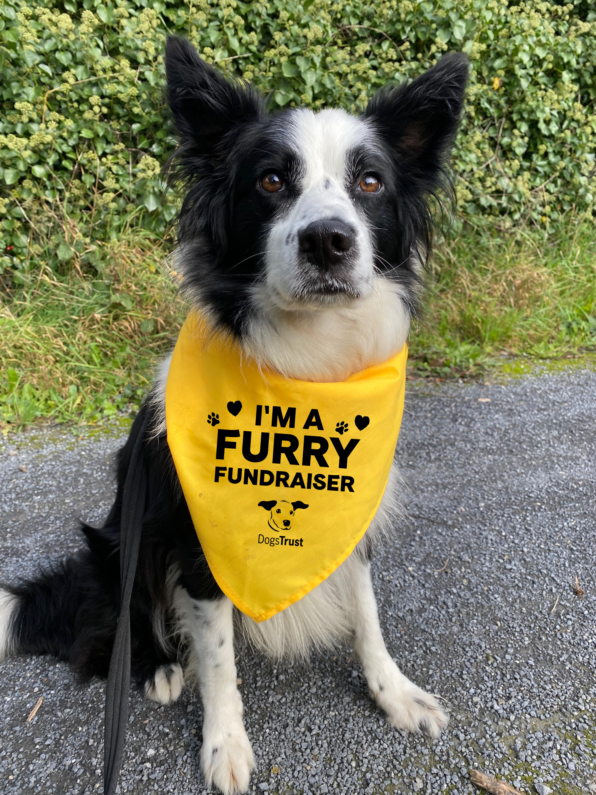 March Dog Walking Challenge - Dogs Trust Ireland