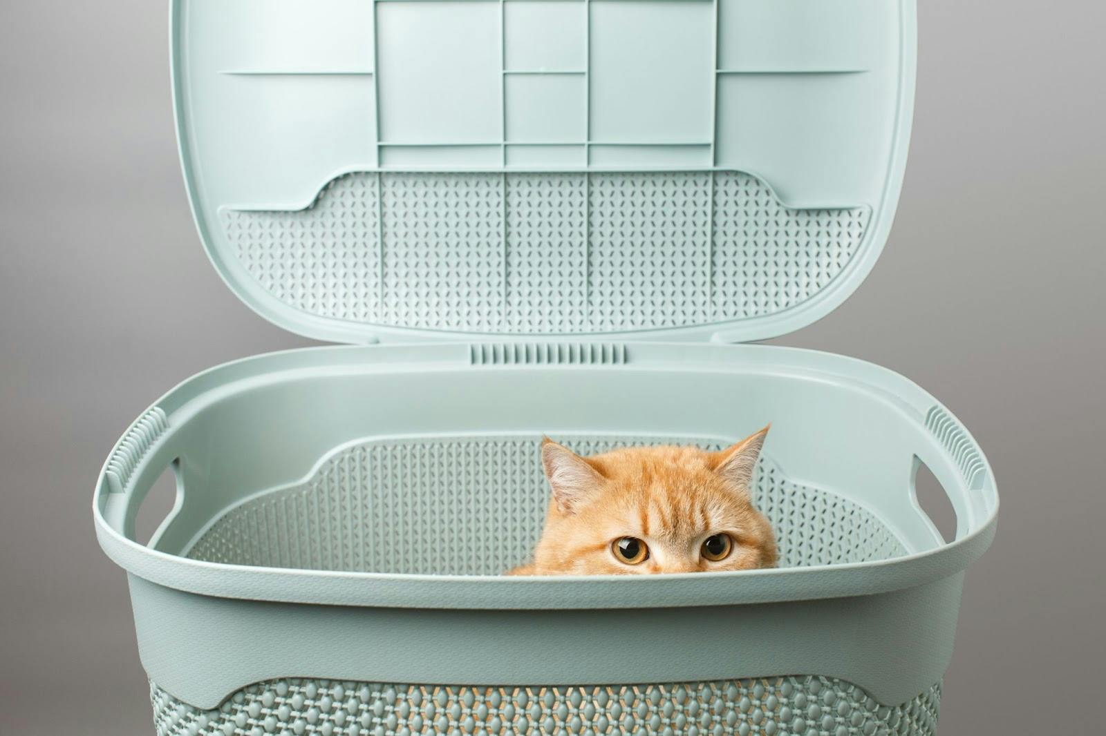 Laundry Equipment For The Animal Care Industry | Washstation Trade