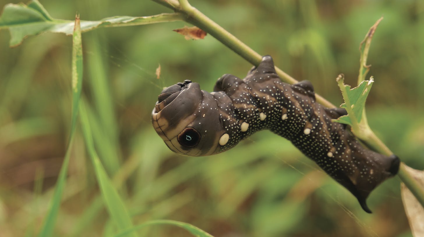 🐛 Guide complet pour comprendre la grosse chenille marron avec dard