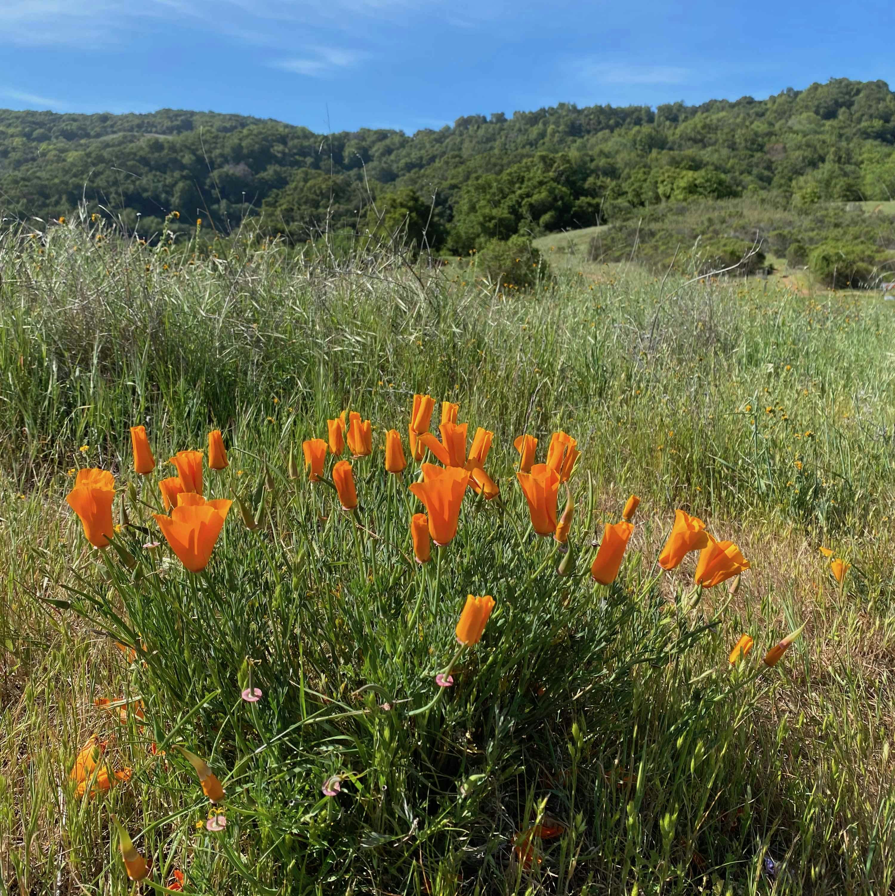 Quicksilver Confetti
