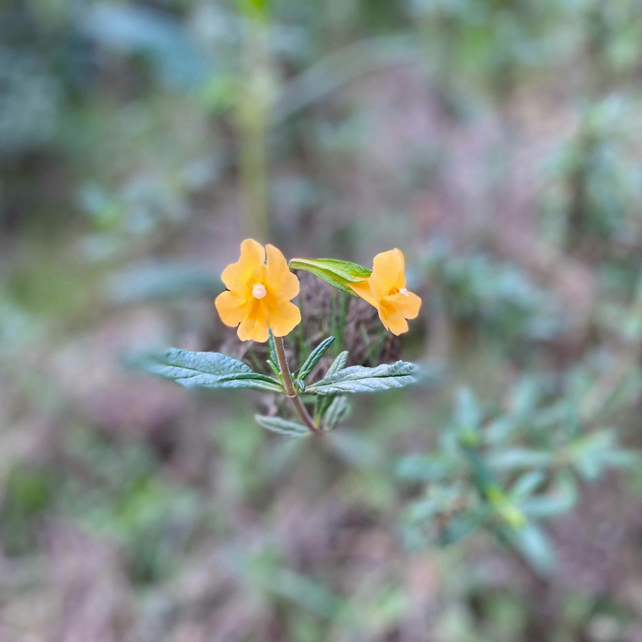 Quicksilver Confetti
