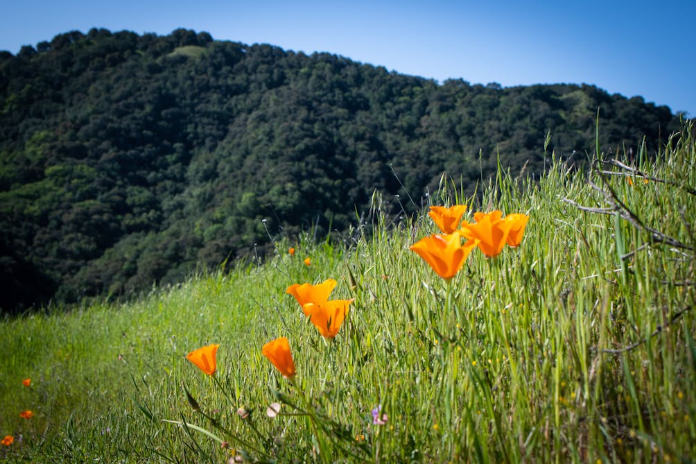 Tramp at Trampas | Weekend Sherpa