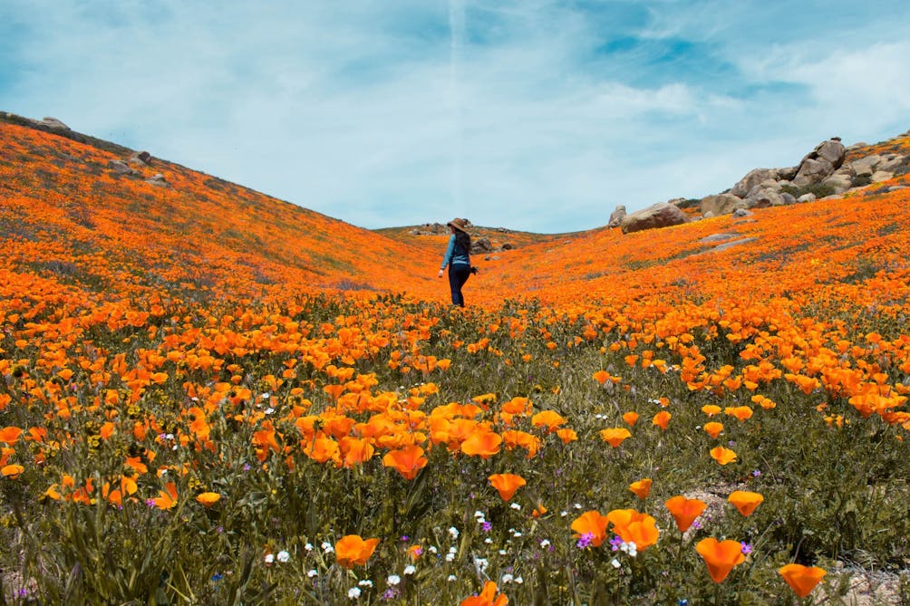 Wildflower Dreamscape