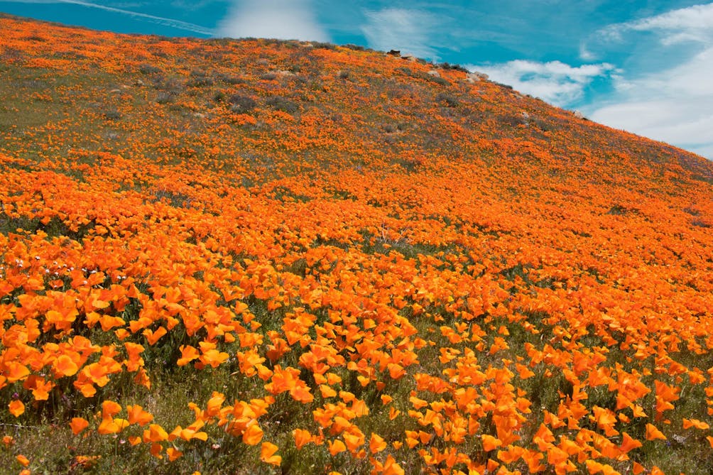 Wildflower Dreamscape