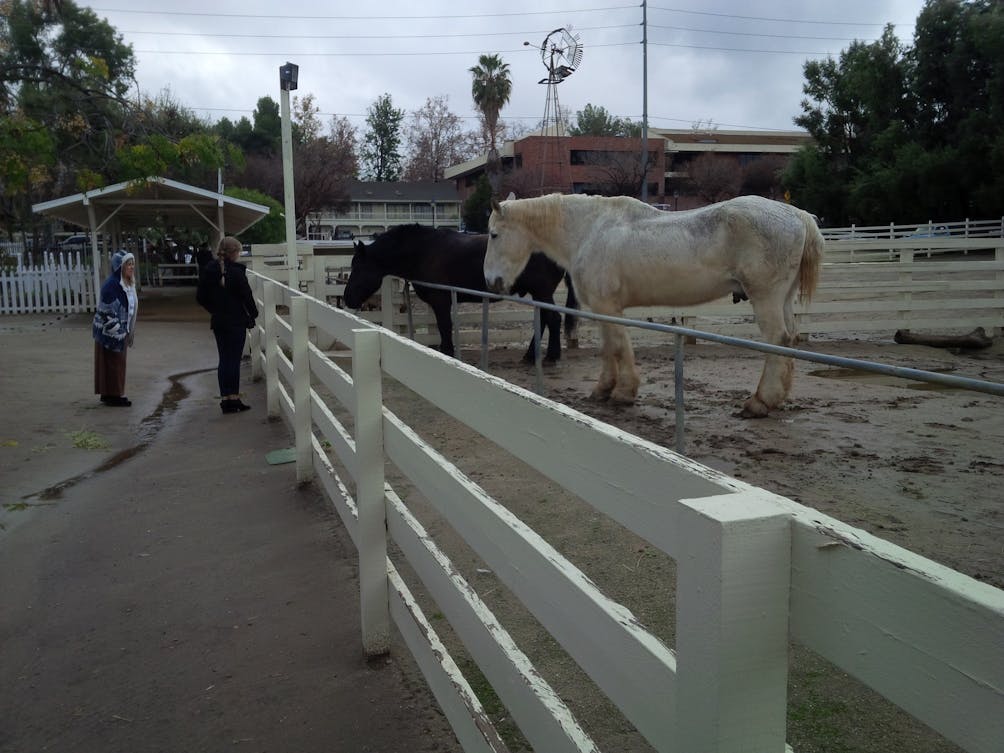 Hail the King of Calabasas!