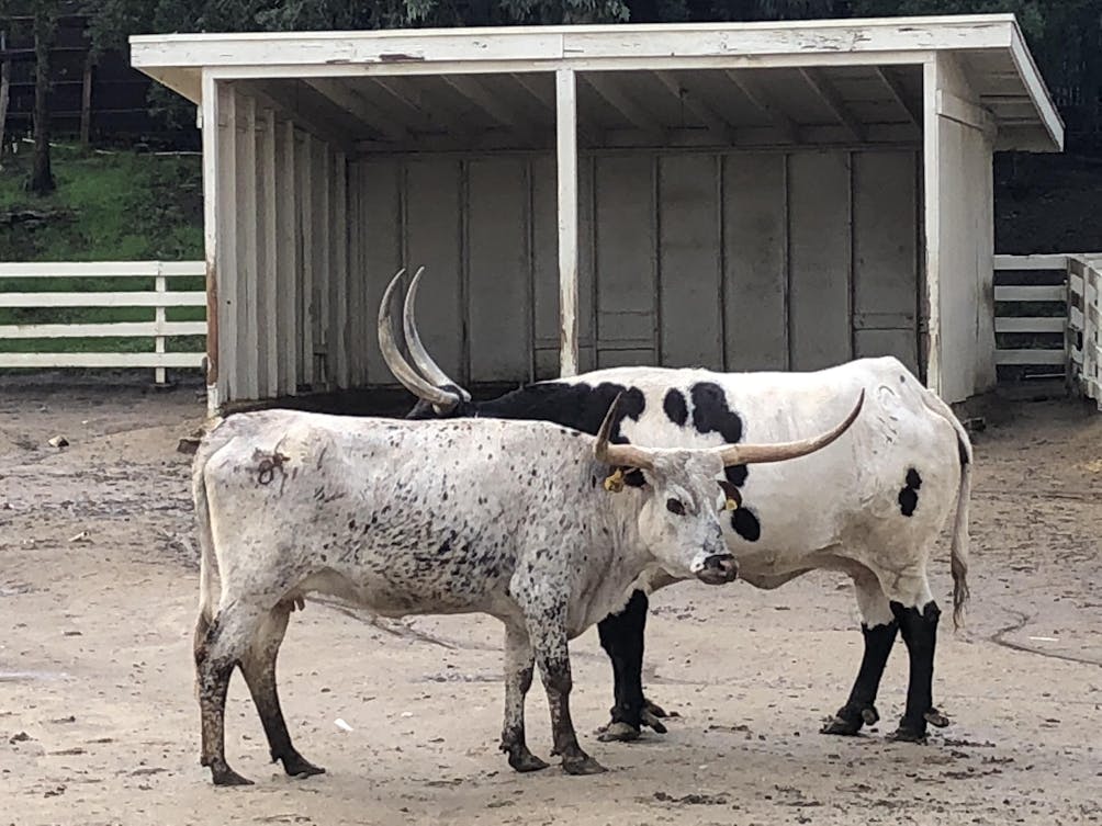 Hail the King of Calabasas!