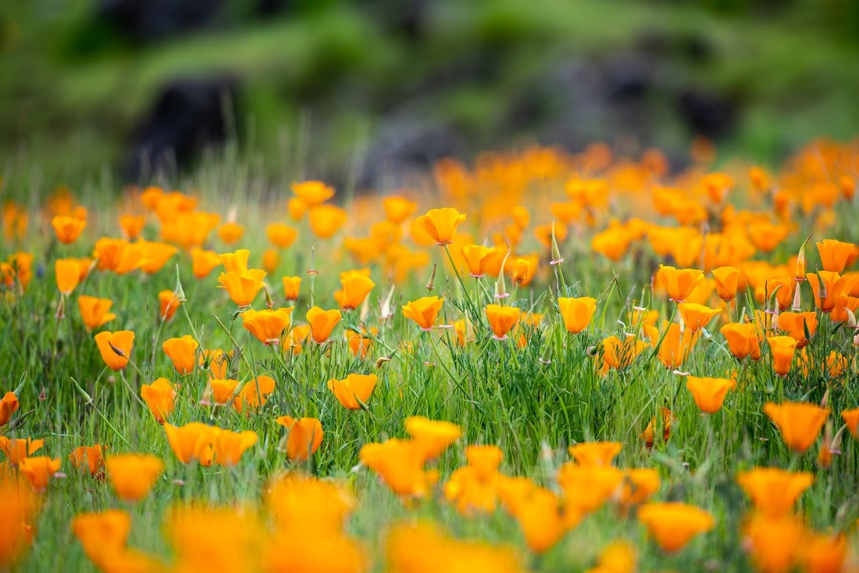 2025 POST Wildflower Walks