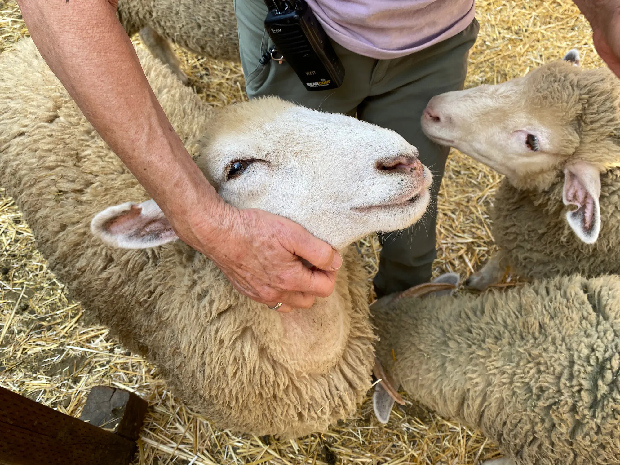 Farm Therapy