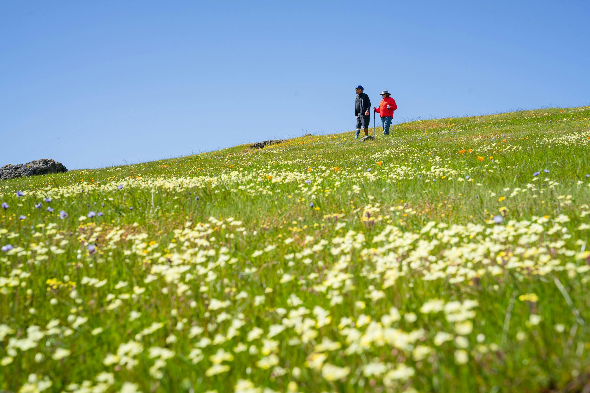 Marin Wildflower Guide!