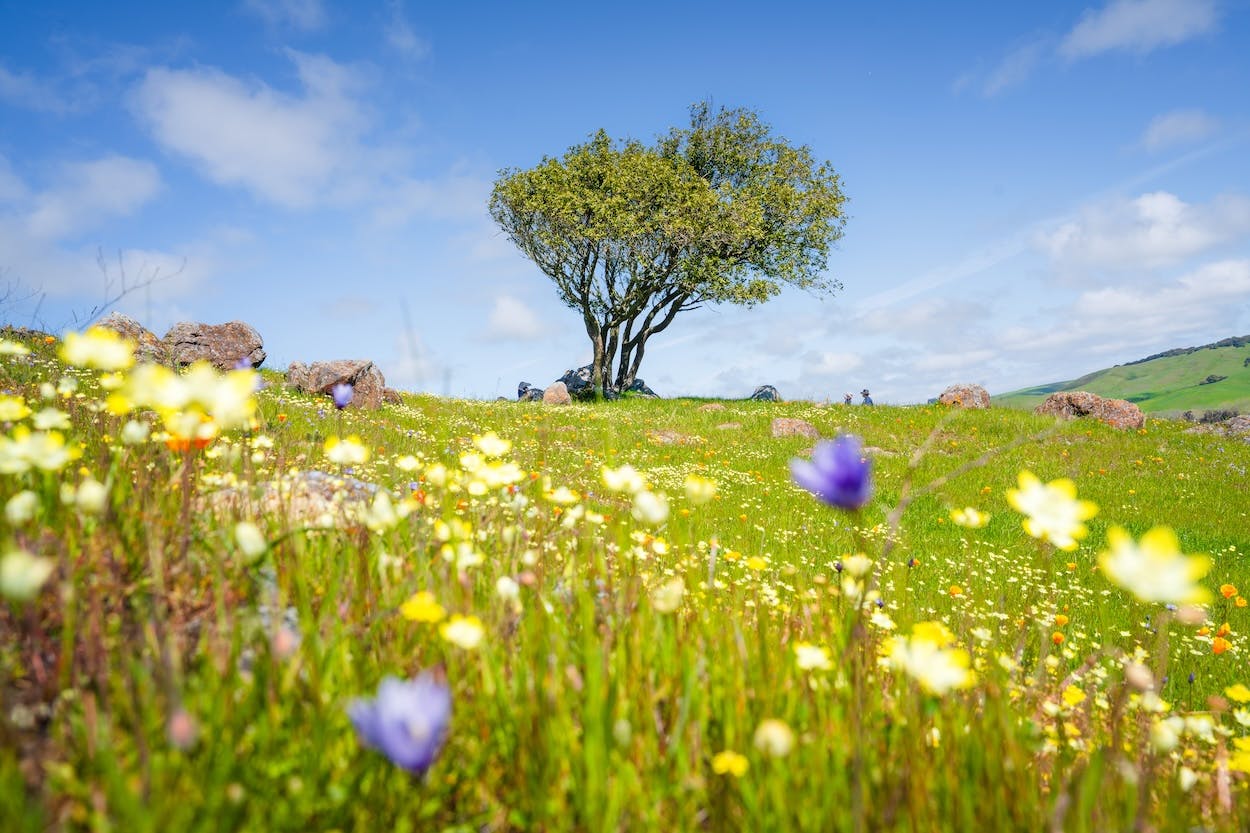 Marin Wildflower Guide!