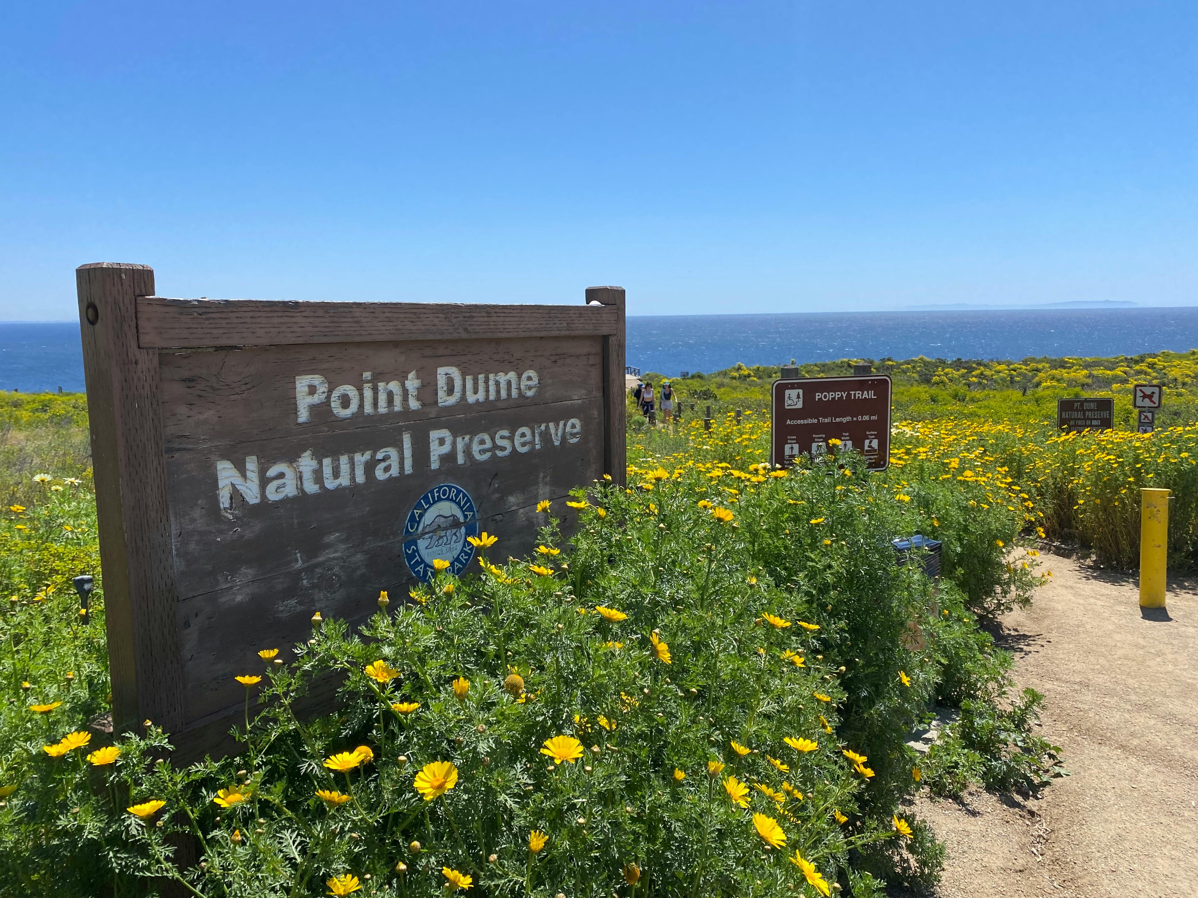 Dume in Bloom