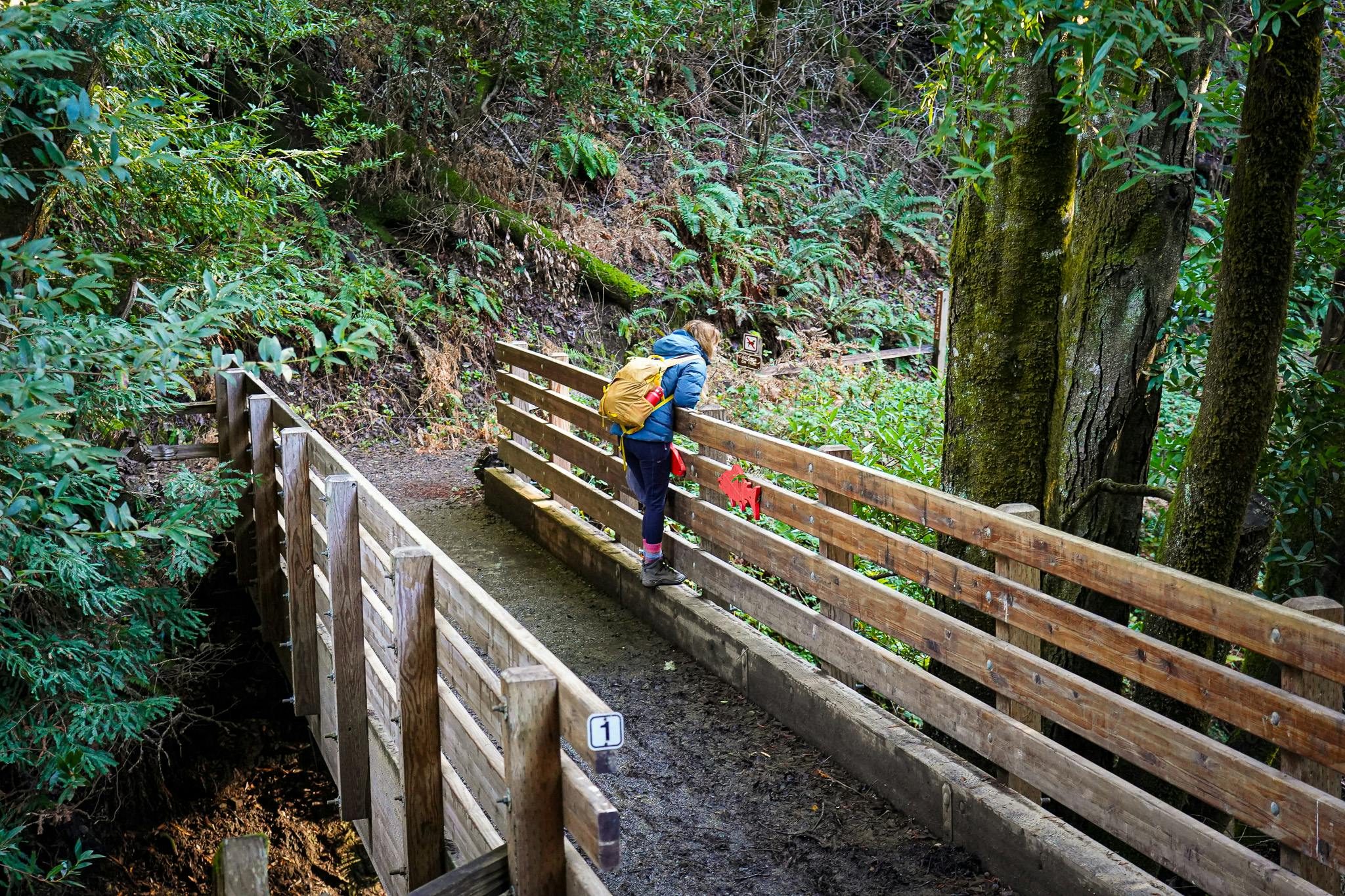 Salmon on the Rebound