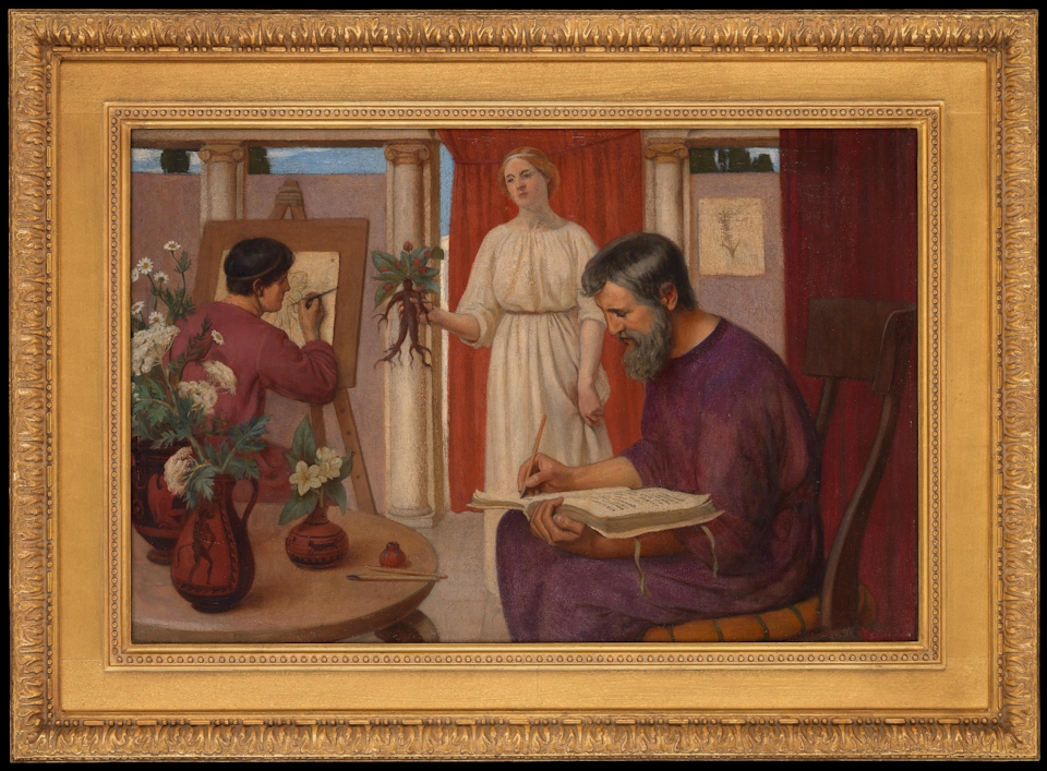 Mandrake medicine and myths | Wellcome Collection