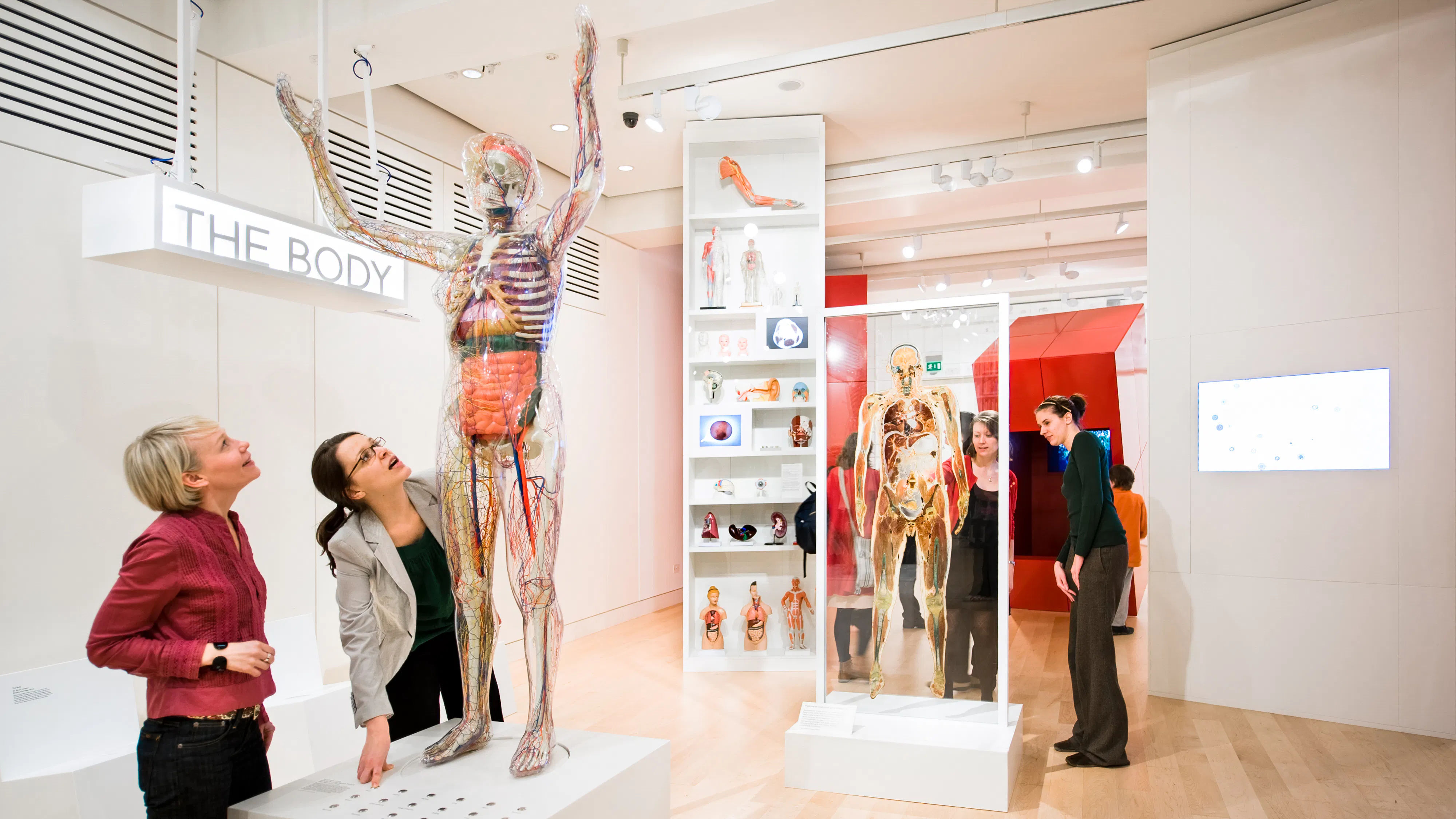 Wellcome Museum Of Anatomy And Pathology Wellcome Collection