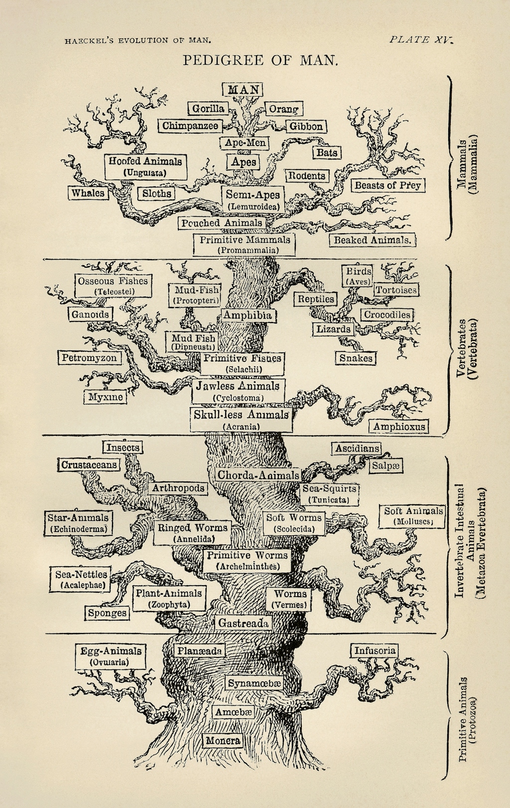 Tree of life | Wellcome Collection