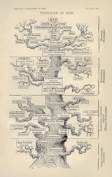 Tree of life | Wellcome Collection