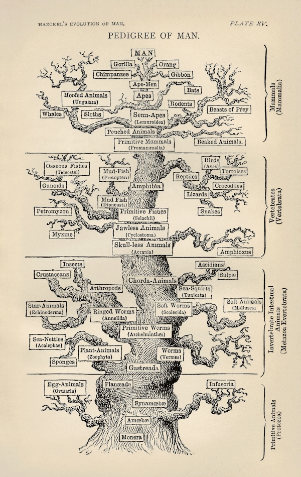 Tree of life | Wellcome Collection