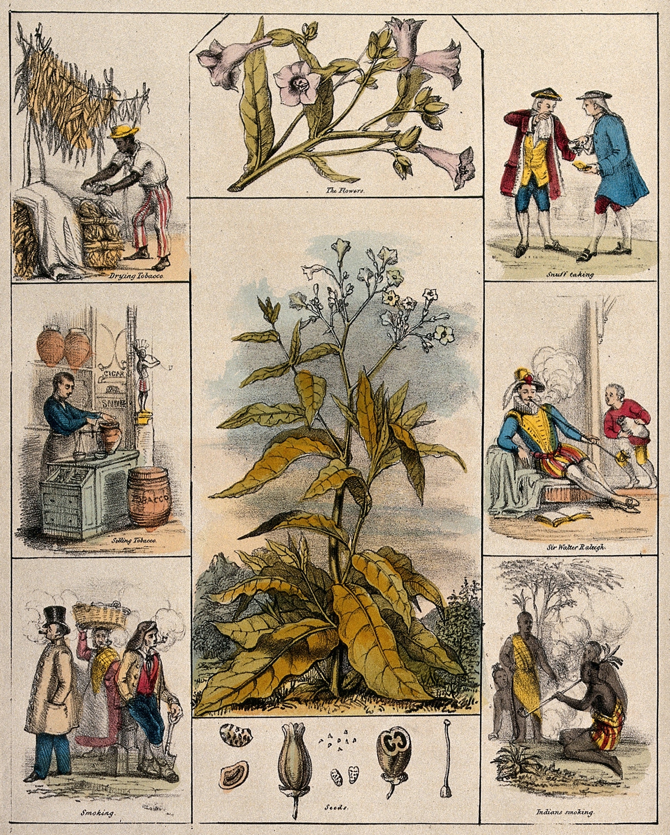 A medical history of smoking, from cure to killer | Wellcome Collection