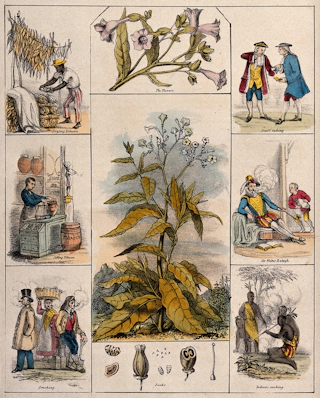 A medical history of smoking, from cure to killer | Wellcome Collection