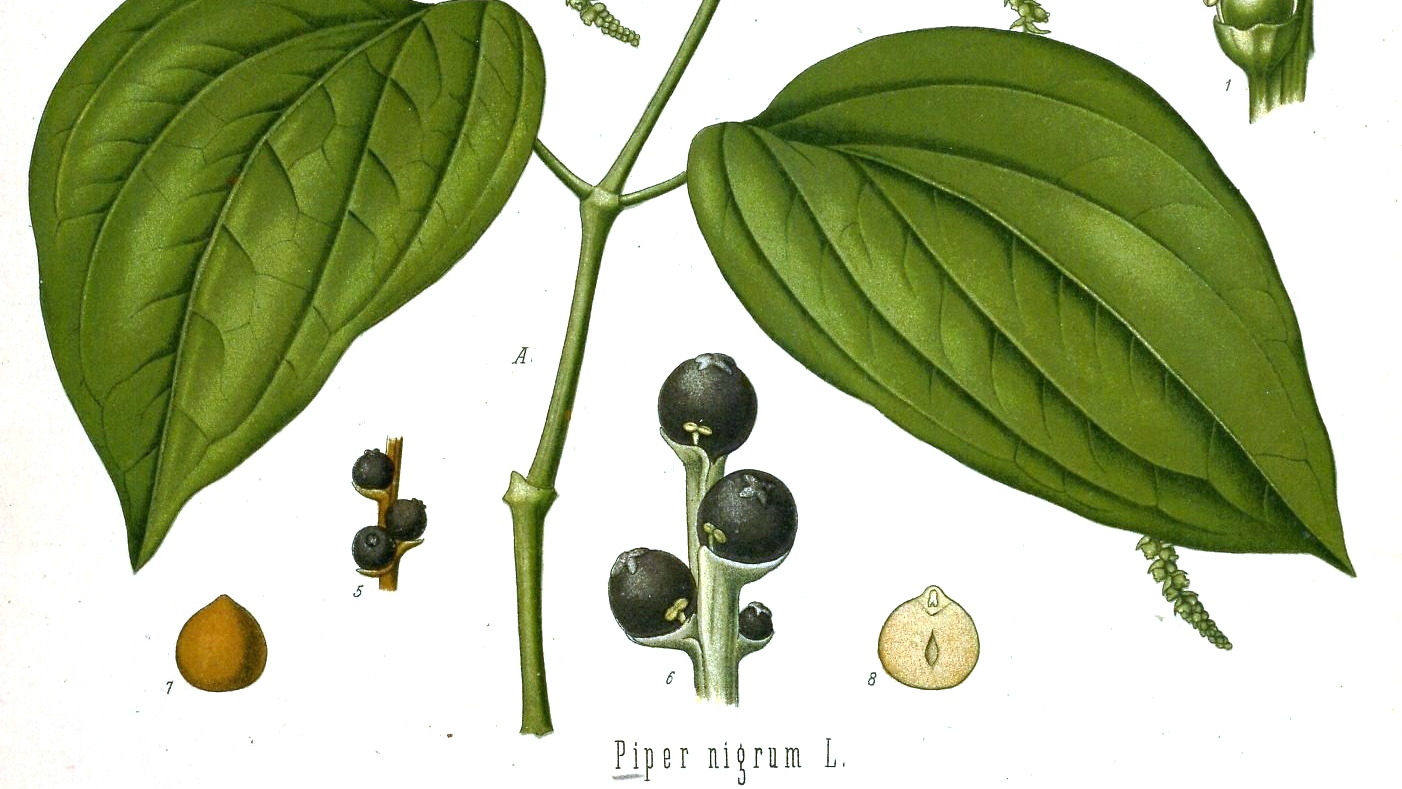 Black pepper to fuel fiery fights and cure haemorrhoids | Wellcome ...