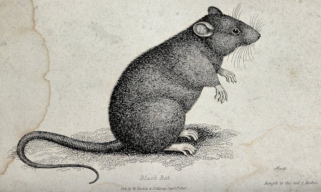 The tradesman who confronted the pestilence | Wellcome Collection