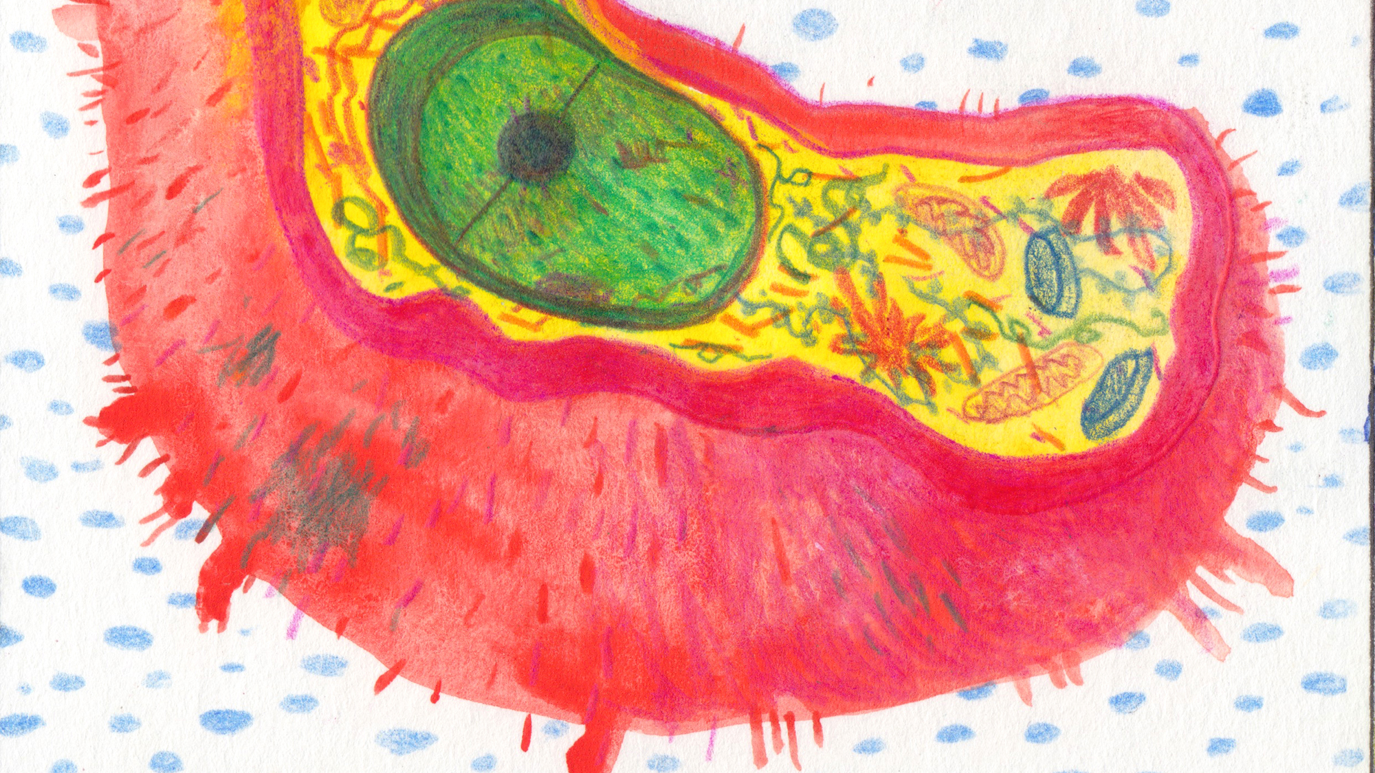 Cell | Wellcome Collection