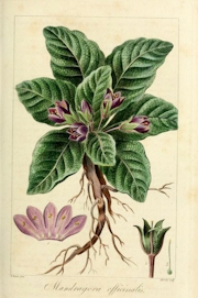 Mandrake medicine and myths | Wellcome Collection