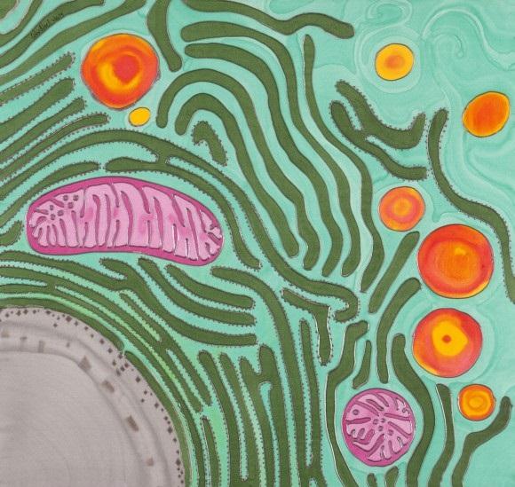Cell: the Patterns of Life | Wellcome Collection