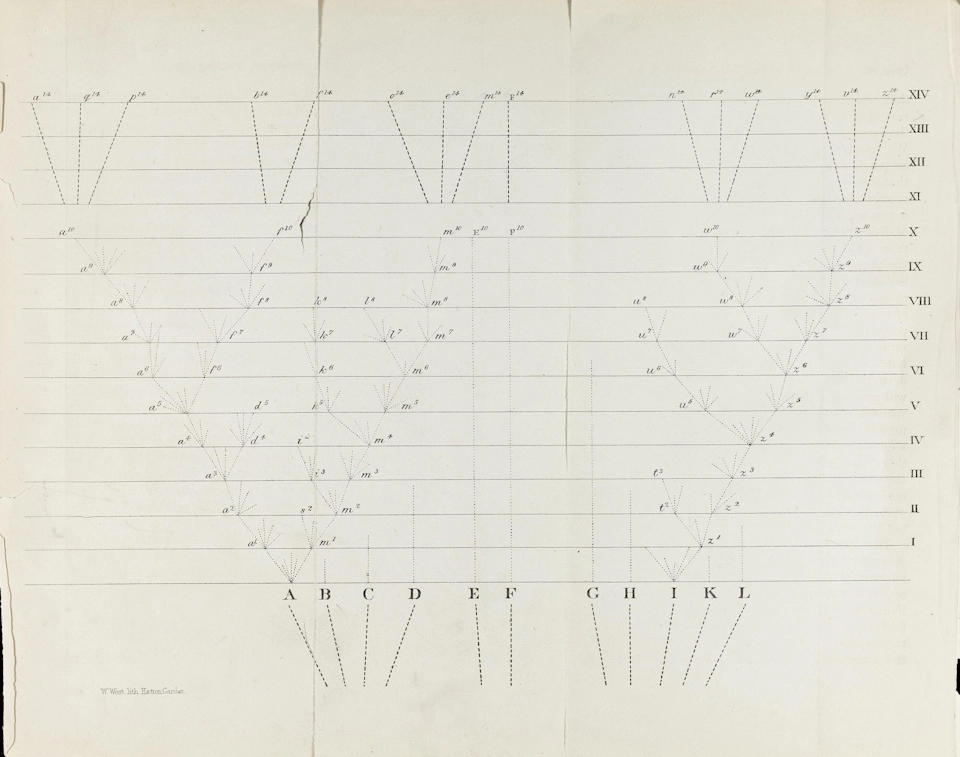 Tree of life | Wellcome Collection