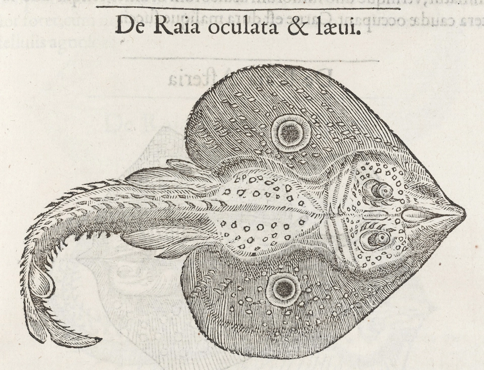 Eels and feels | Wellcome Collection