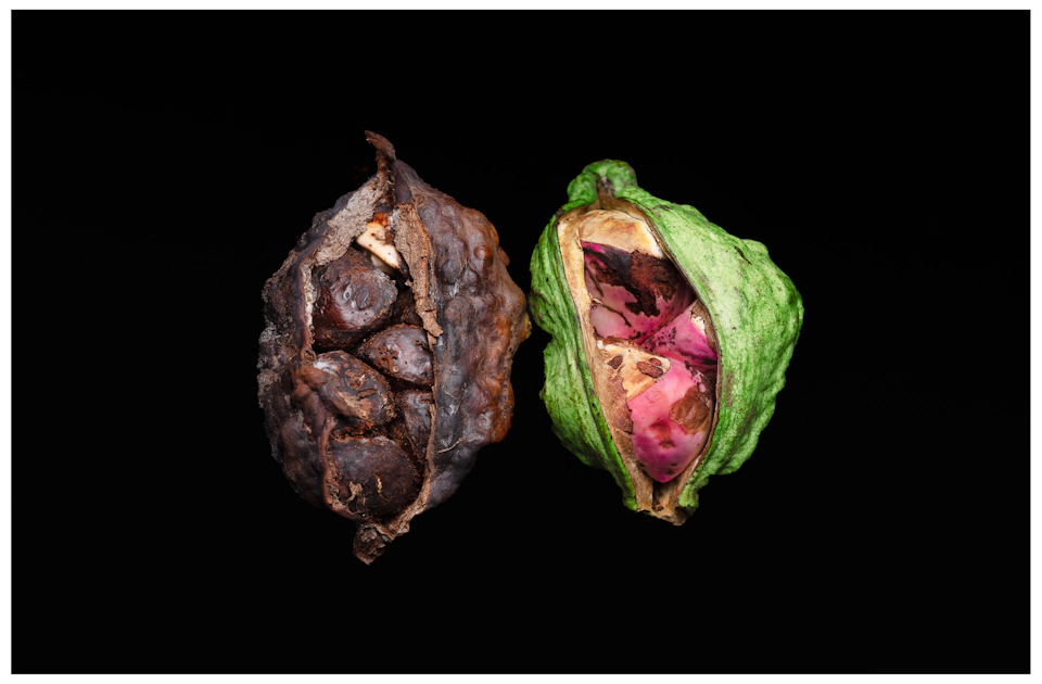 Kola nuts, close up | Wellcome Collection