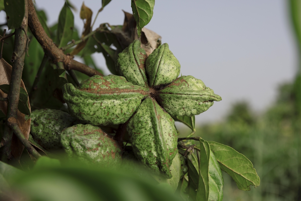 Kola nuts, close up | Wellcome Collection