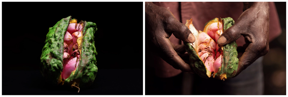 Kola nuts, close up | Wellcome Collection