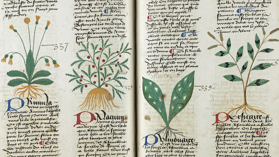 Plant portraits | Wellcome Collection
